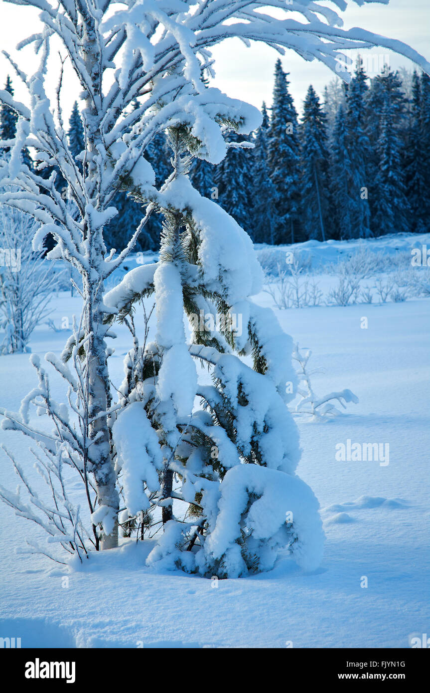 Winter landscape. snow-covered branches of trees and shrubs Stock Photo ...