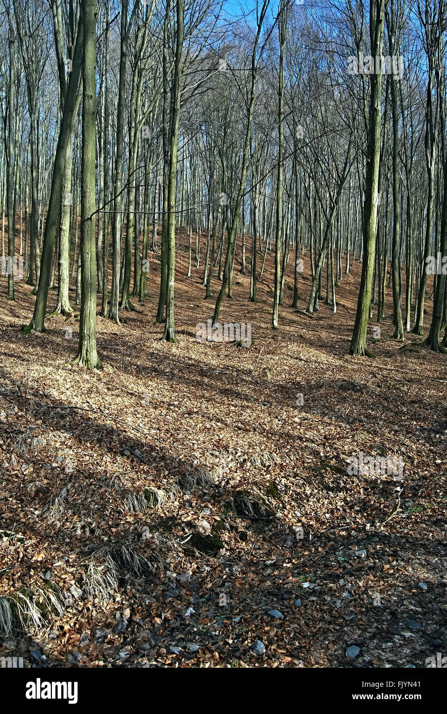 Temperate Deciduous Forest Trees Winter