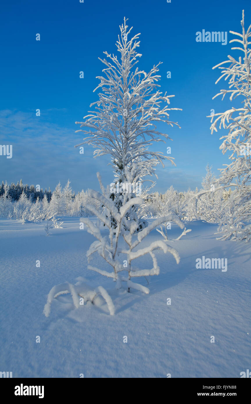 Winter landscape.snow-covered branches of trees and shrubs Stock Photo ...