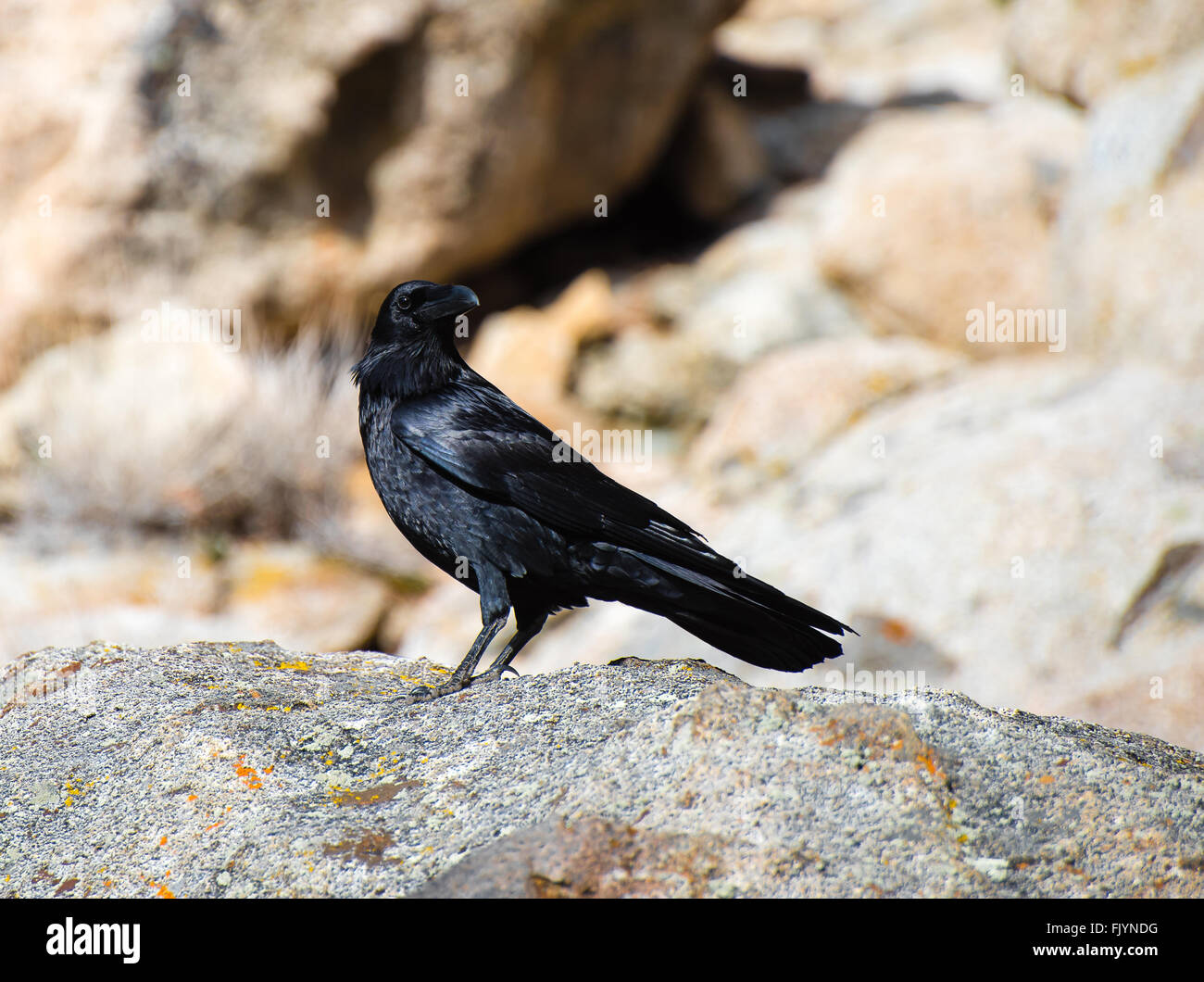 balck raven sitting on a rock Stock Photo - Alamy
