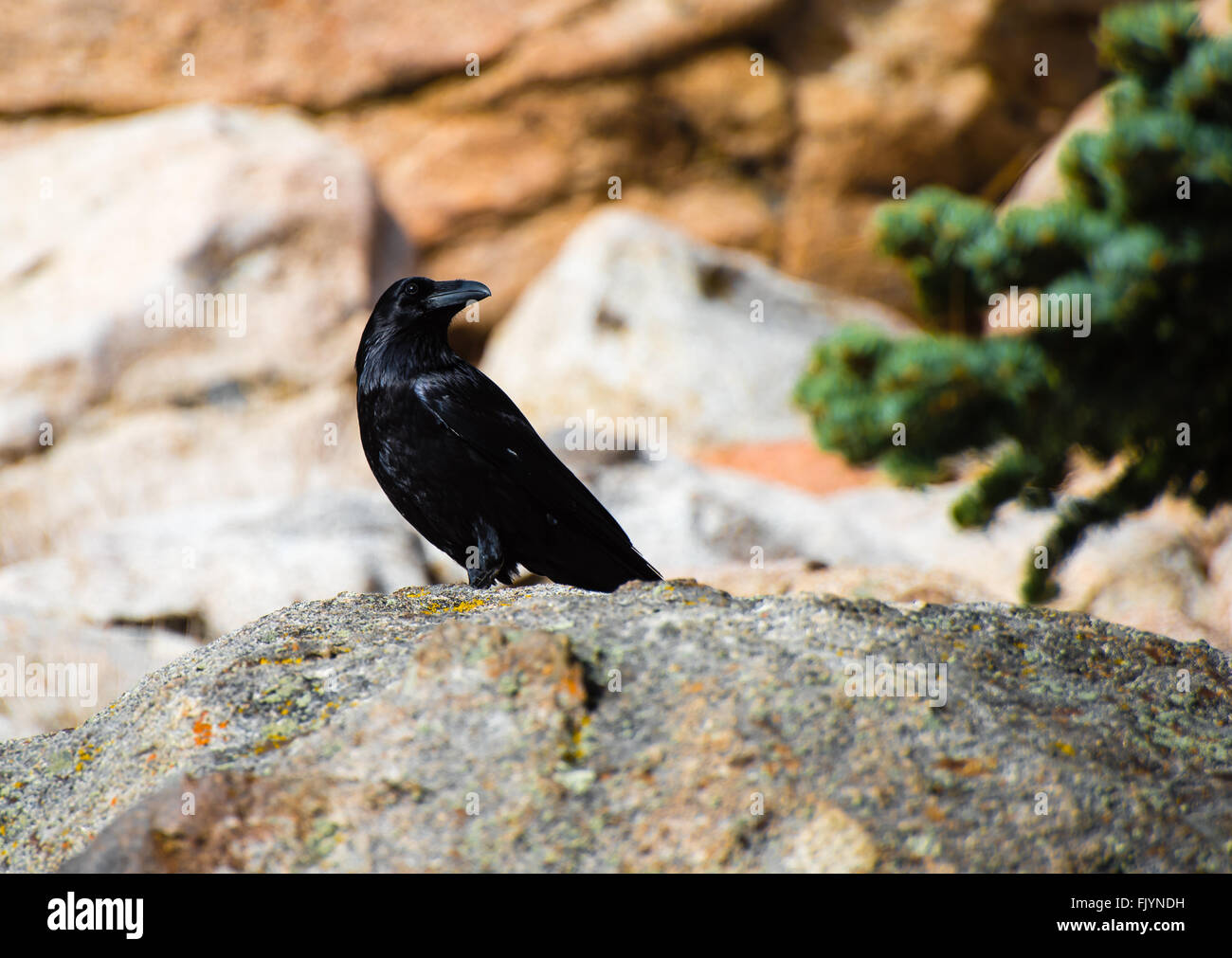 balck raven sitting on a rock Stock Photo - Alamy
