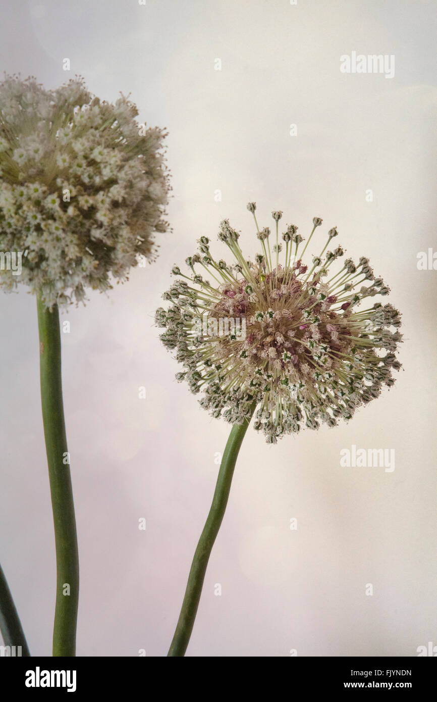 Round flowers hi-res stock photography and images - Alamy