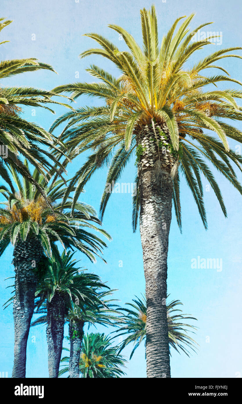 Row Palm Trees Stock Photo - Alamy