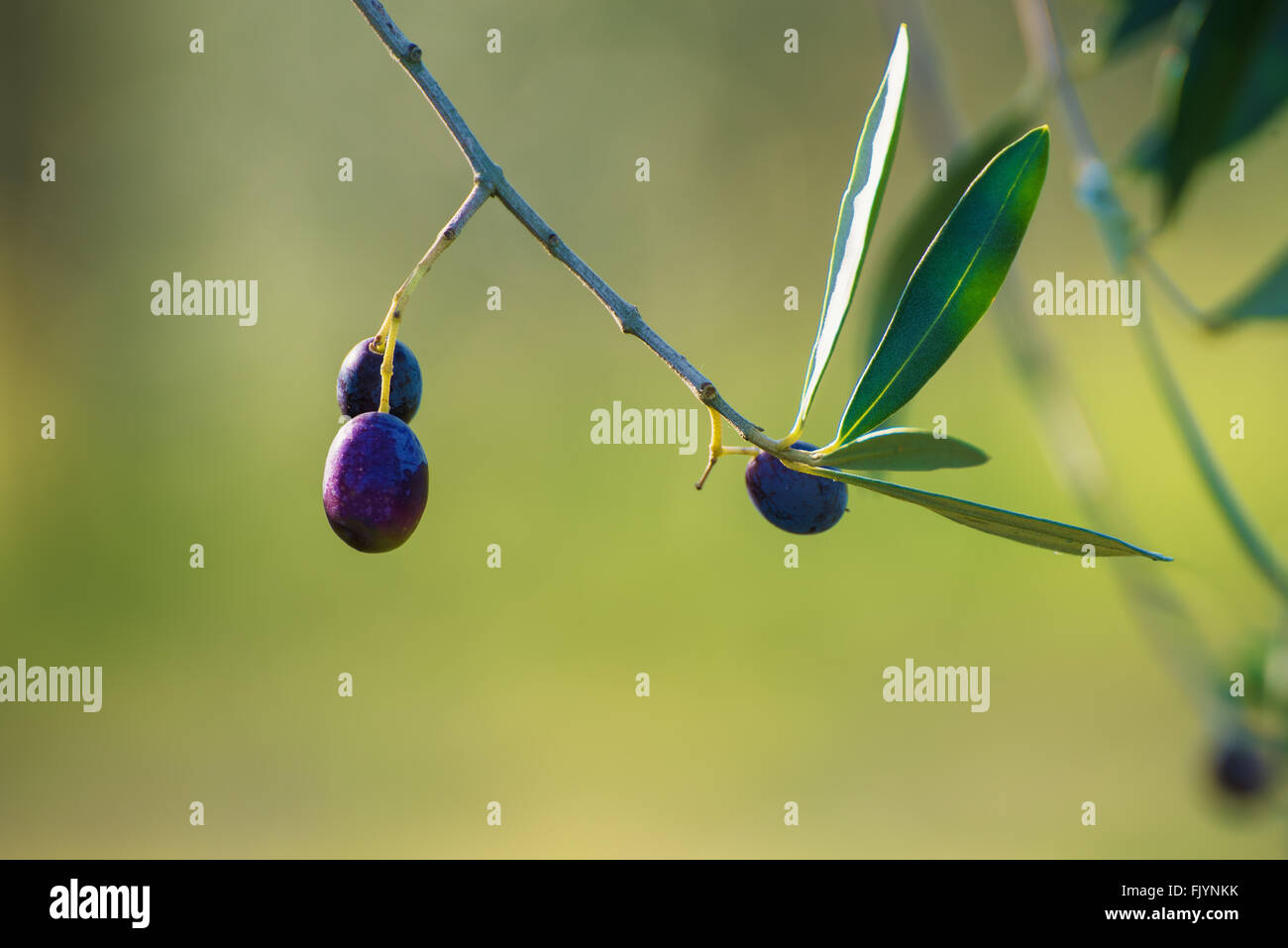 Olive tree with fruits Stock Photo - Alamy