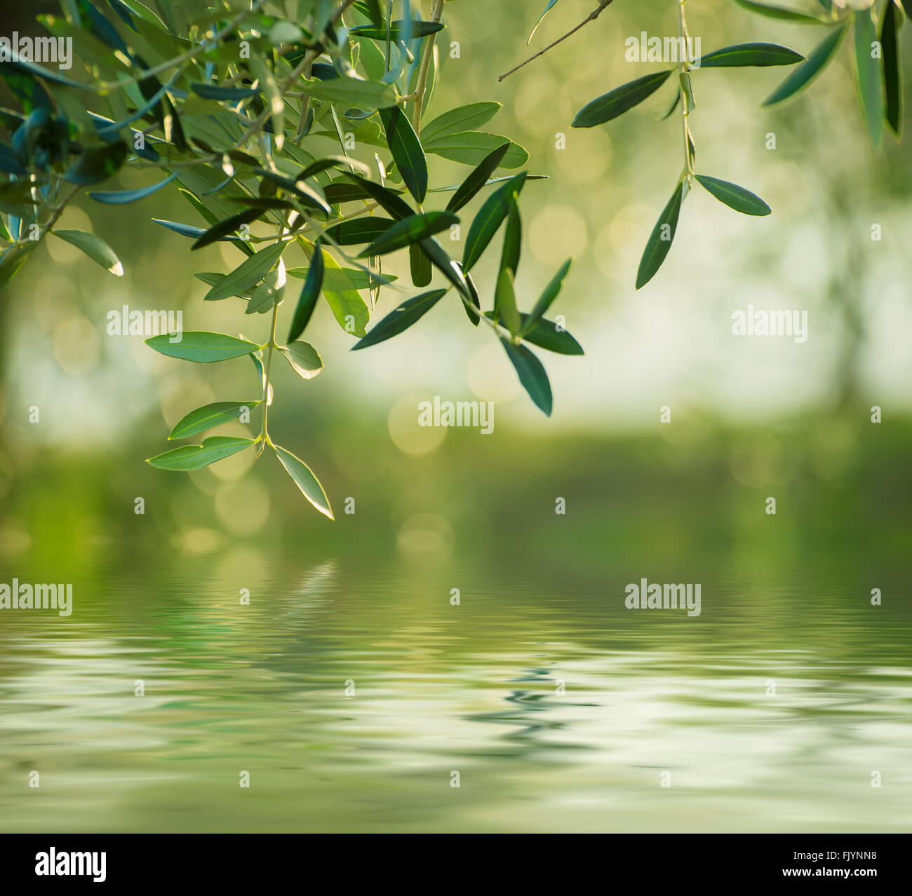 Olive tree with leaves Stock Photo - Alamy