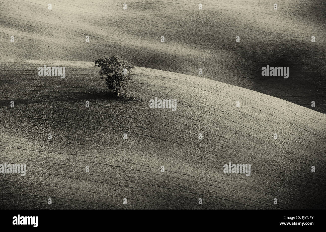 The lonely tree Stock Photo - Alamy