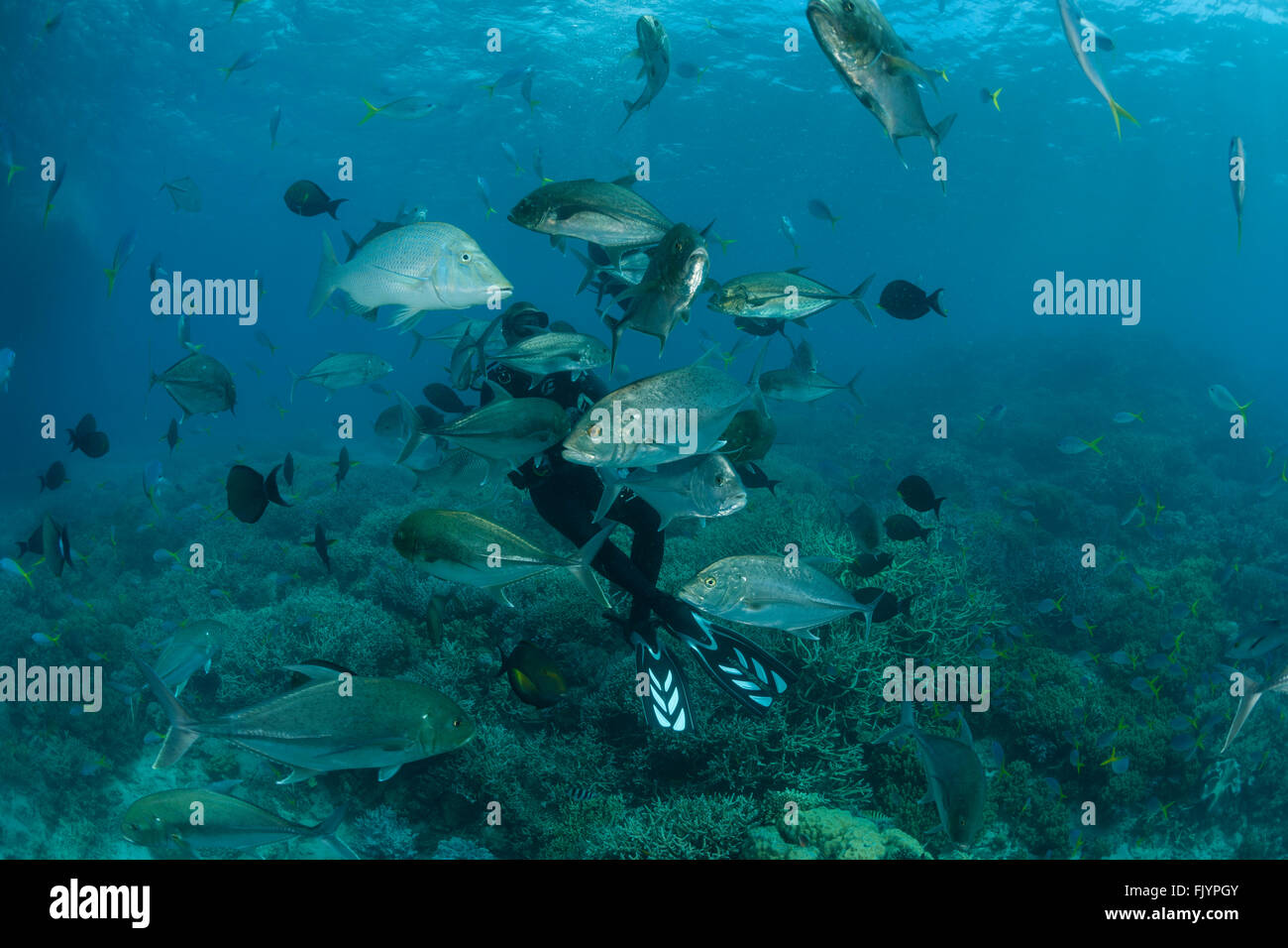 Swarm of fish surrounding a diver in the Great Barrier Reef Stock Photo ...