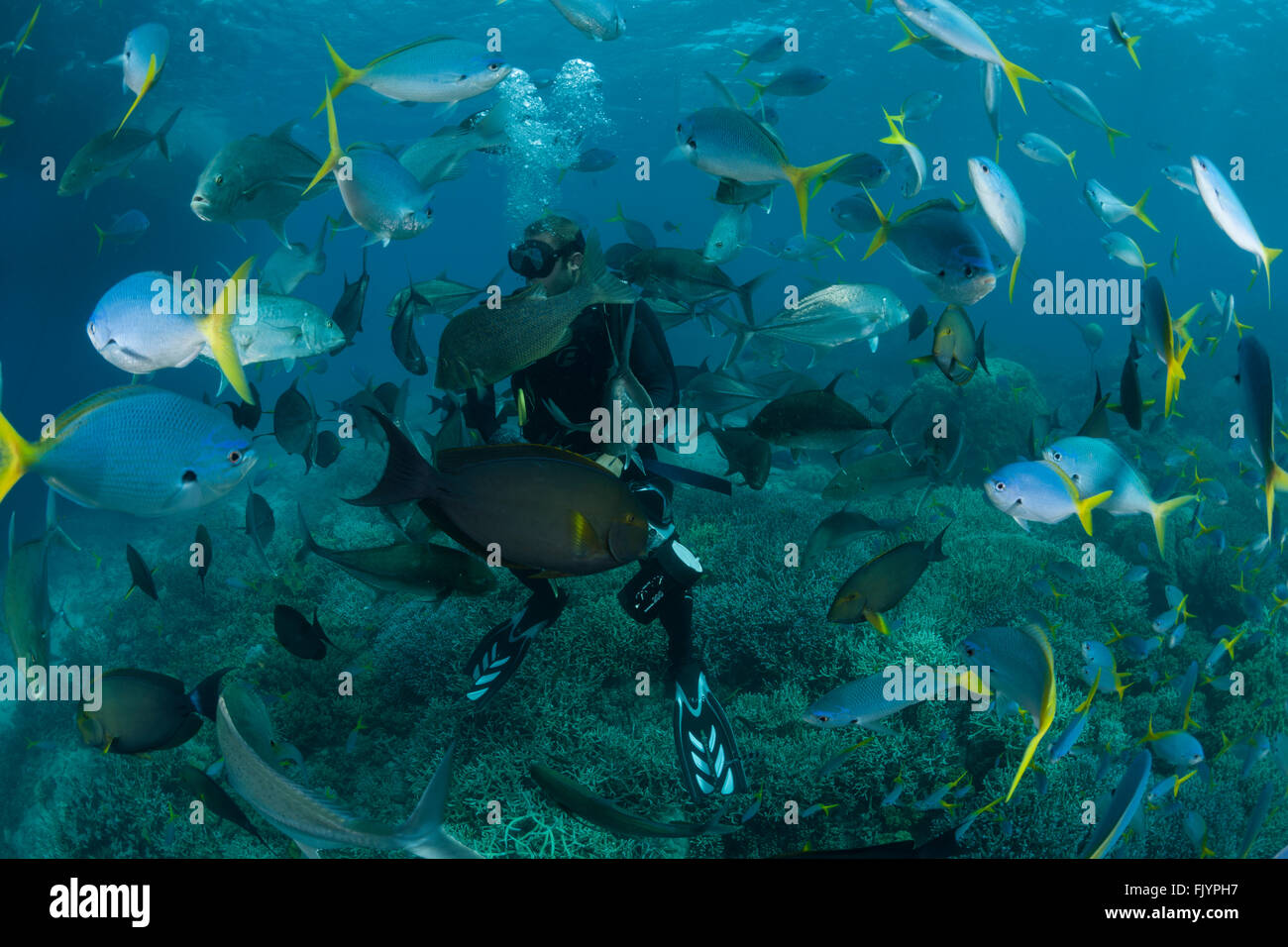 Swarm of fish surrounding a diver in the Great Barrier Reef Stock Photo ...