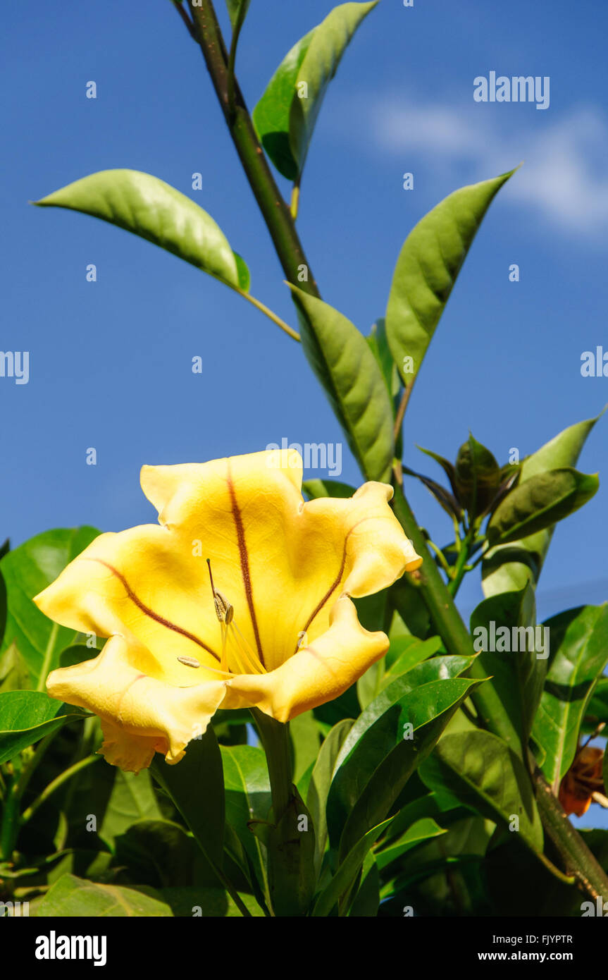 Solandra Maxima: A Golden Chalice Vine Flower in the sun Stock Photo ...