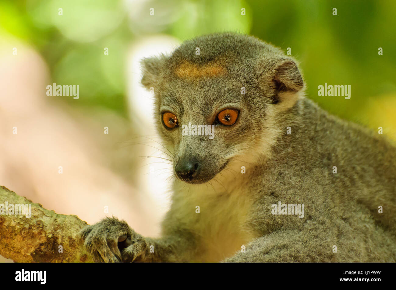 Crowned lemur hi-res stock photography and images - Alamy