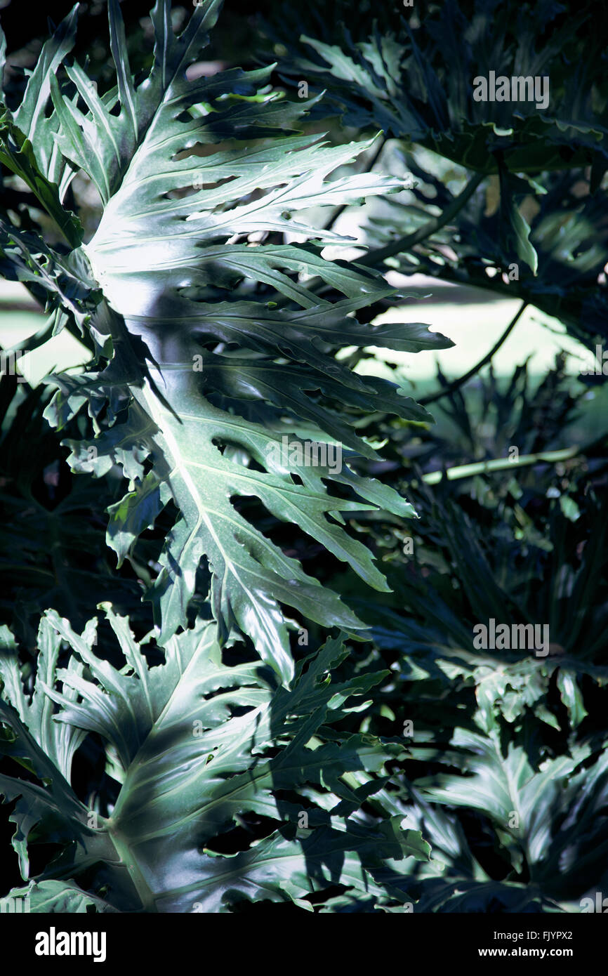 Overlapping foliage hi-res stock photography and images - Alamy