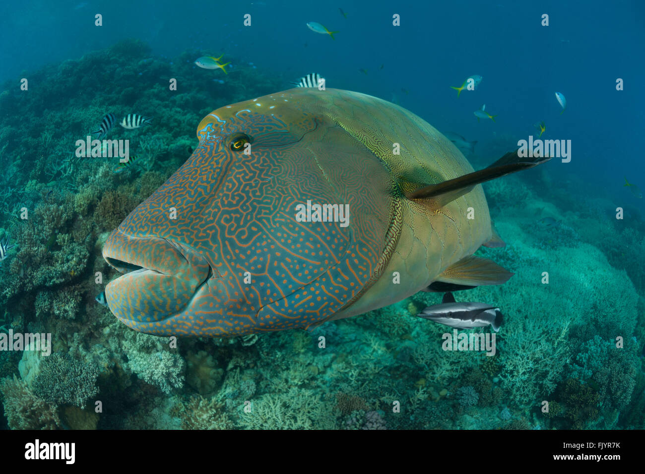 Maori wrasse hi-res stock photography and images - Alamy
