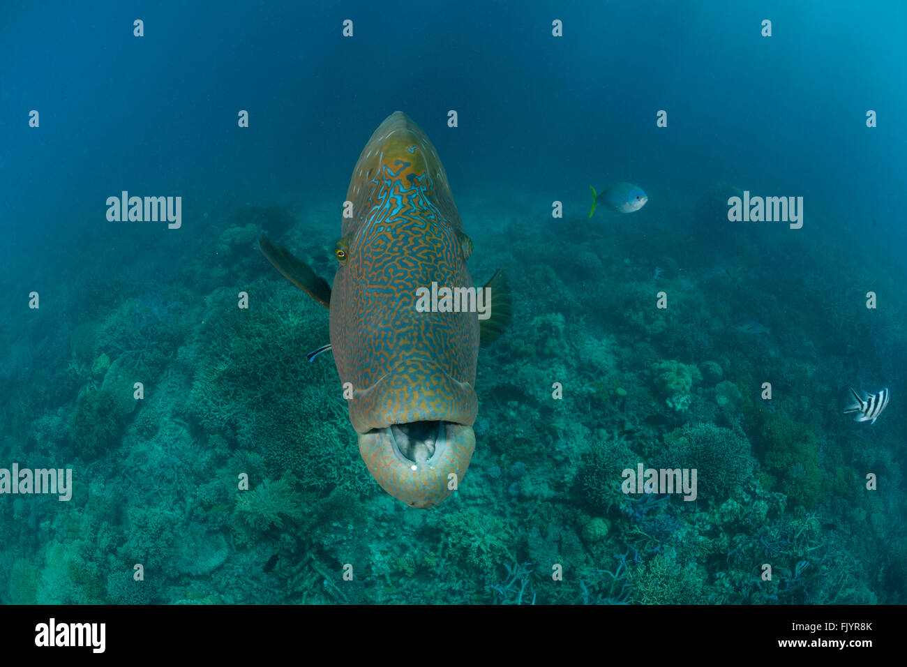 Maori wrasse great barrier reef hi-res stock photography and images - Alamy