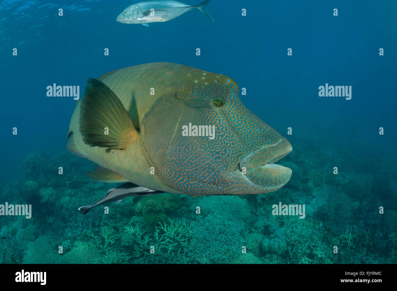 Maori wrasse great barrier reef hi-res stock photography and images - Alamy