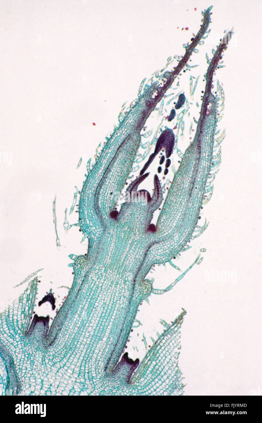 Micrograph, longitudinal section through apex of Coleus stem Stock ...
