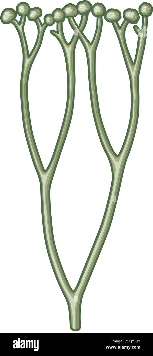 Cooksonia illustration hi-res stock photography and images - Alamy