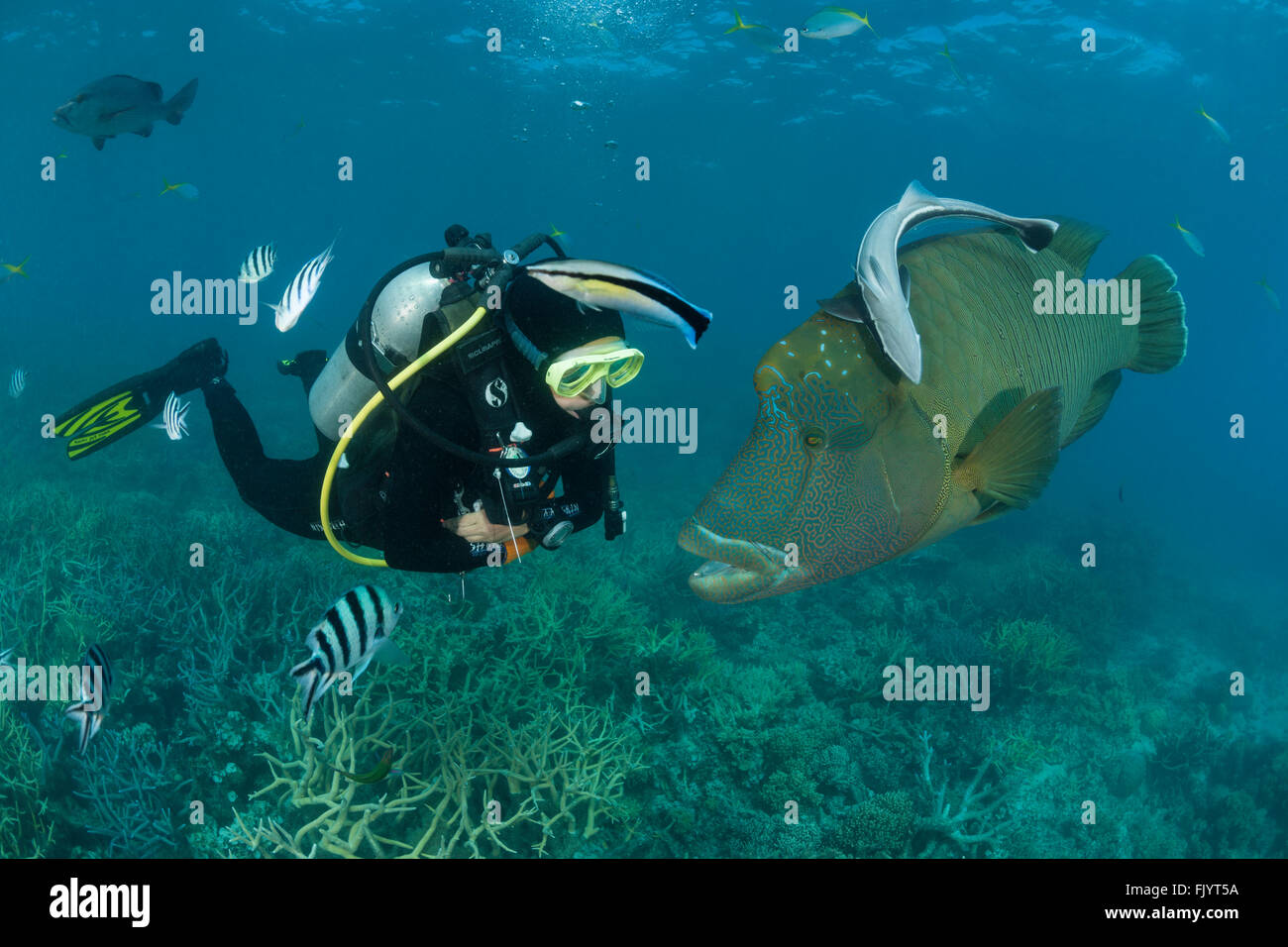 Adult male Napoleon Wrasse (Cheilinus undulatus) in the reef with diver ...