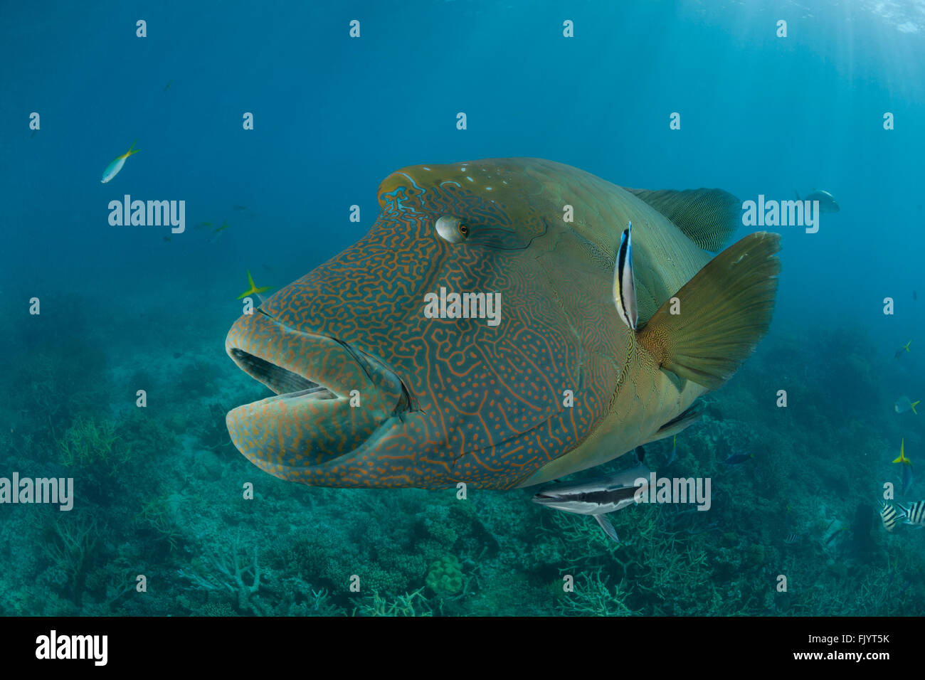 Adult male Napoleon Wrasse (Cheilinus undulatus) in the reef Stock ...
