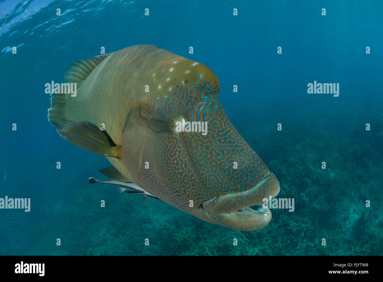 Humphead or giant wrasse hi-res stock photography and images - Alamy
