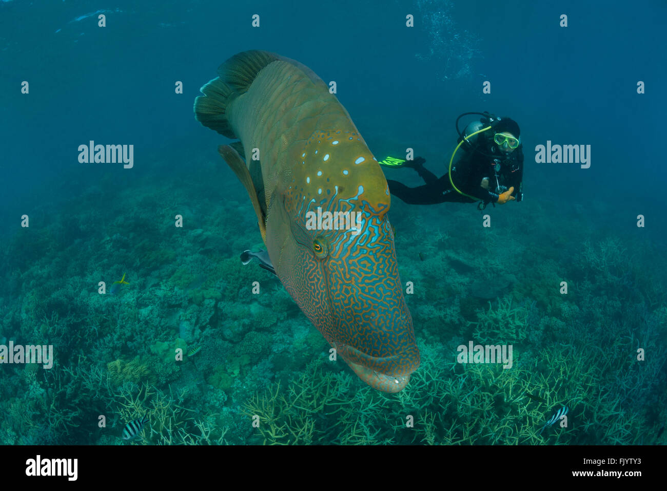 Maori wrasse great barrier reef hi-res stock photography and images - Alamy