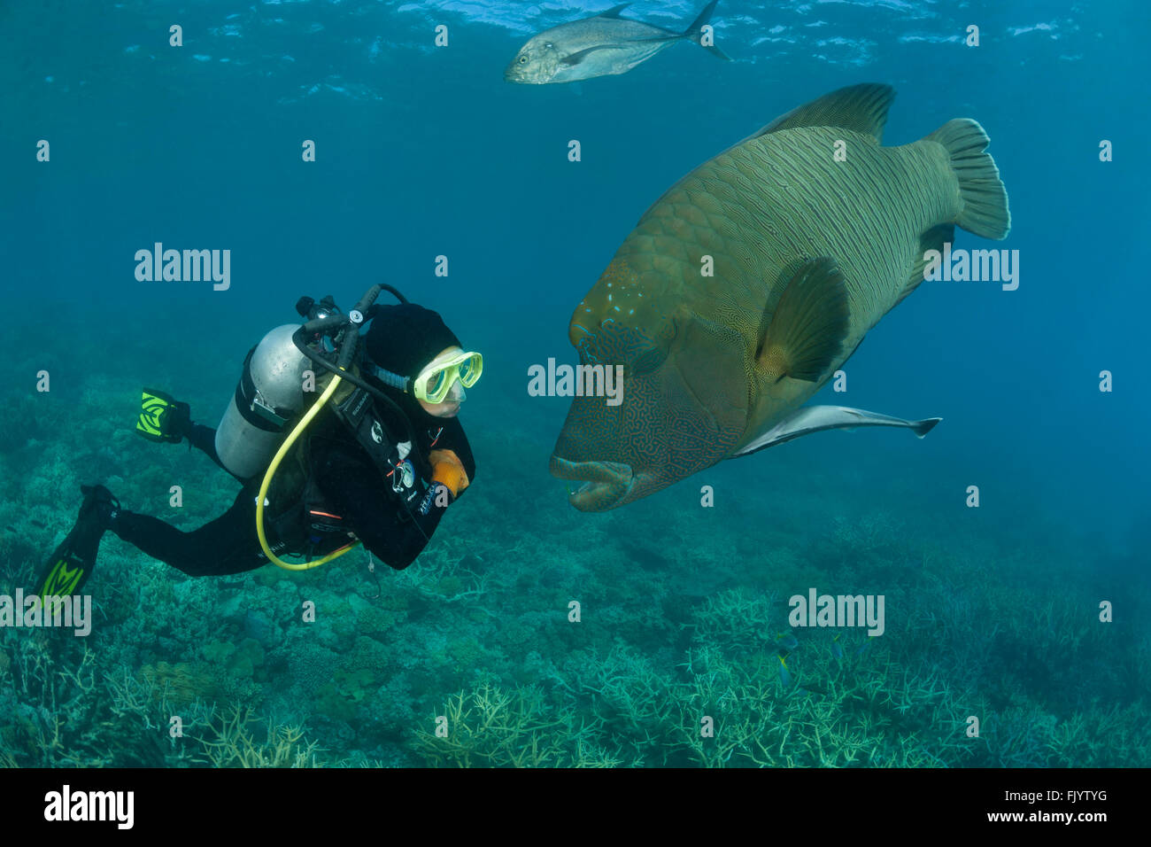 Adult male Napoleon Wrasse (Cheilinus undulatus) in the reef with diver ...