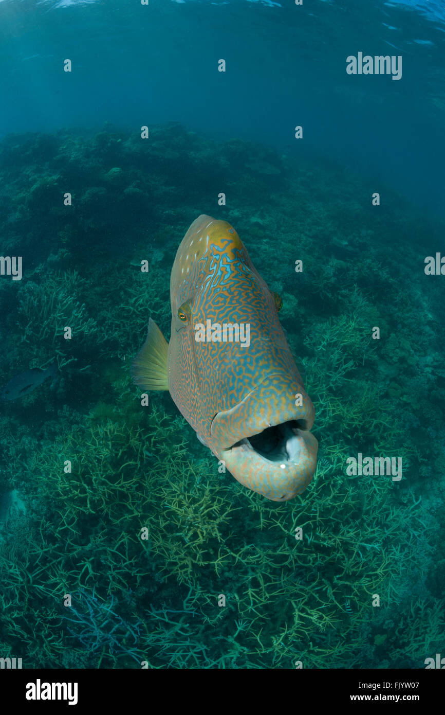 Humphead wrasse fish cheilinus hi-res stock photography and images - Alamy