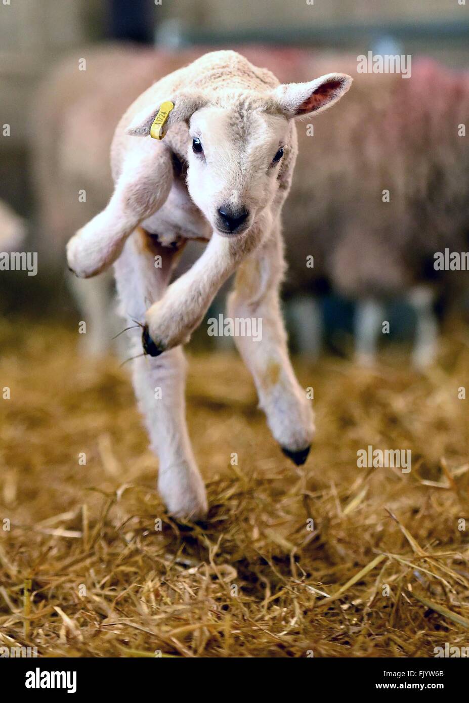 Lambs, newborn lambs, lamb Stock Photo - Alamy