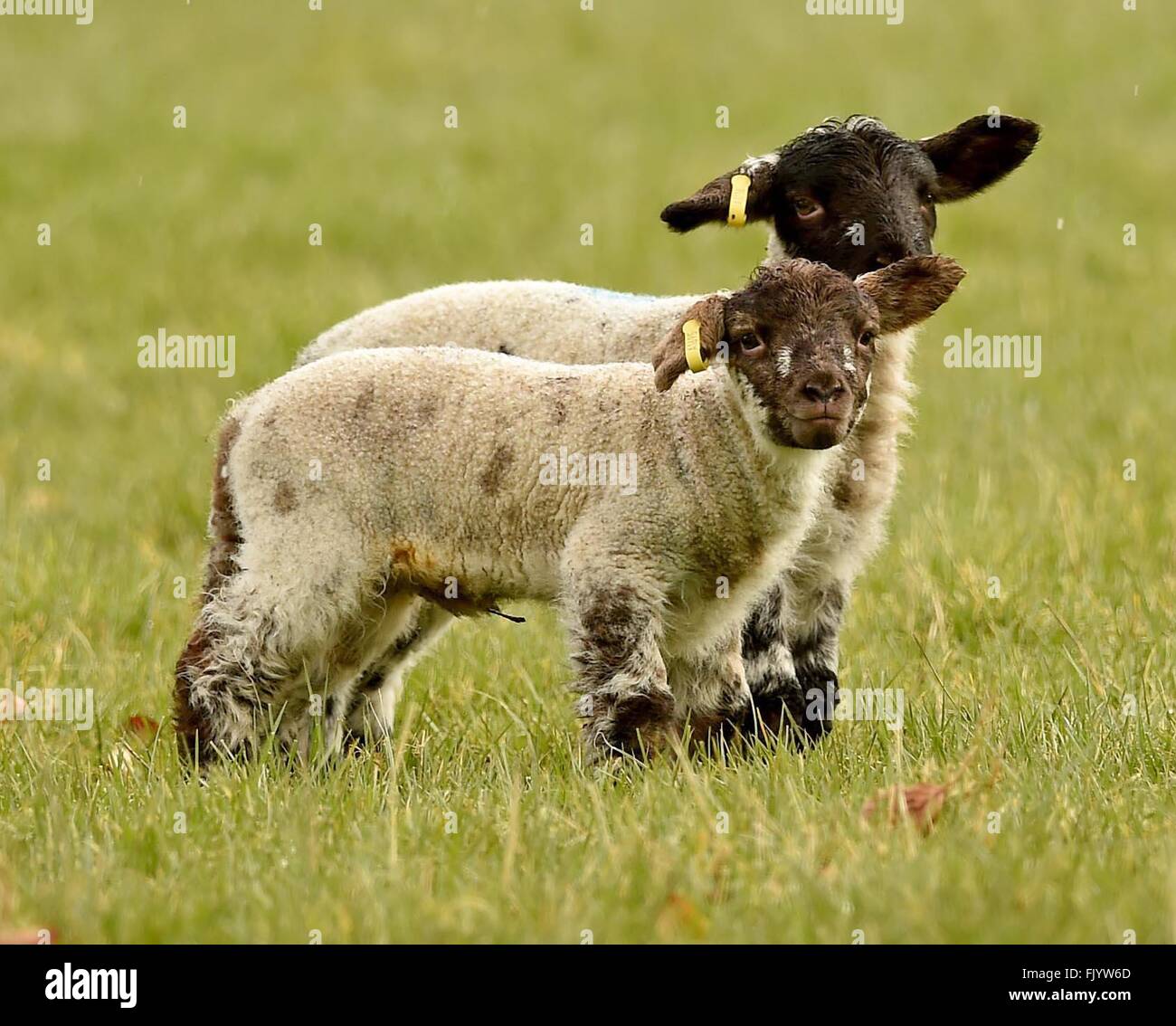 Lambs, newborn lambs, lamb Stock Photo - Alamy