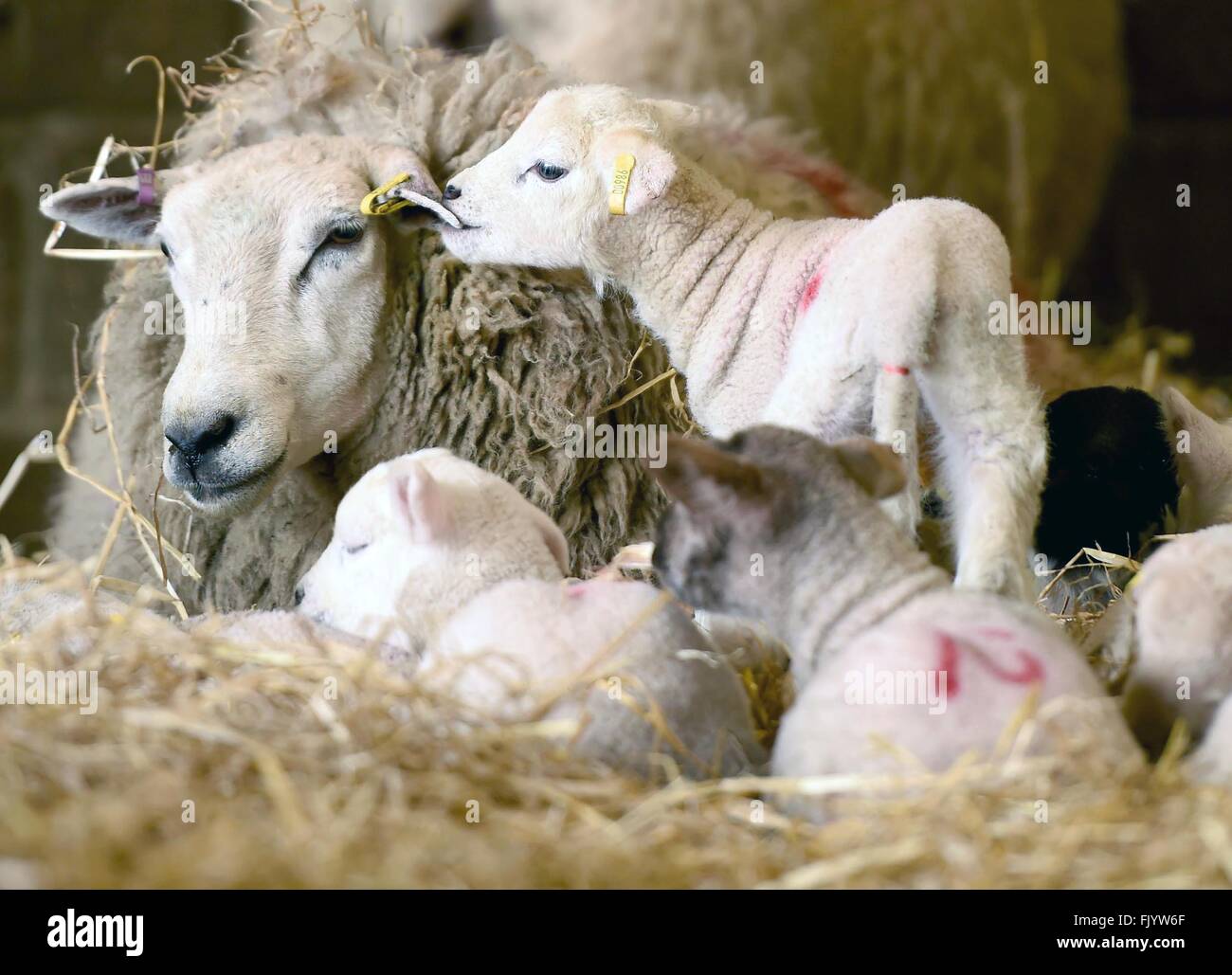 Lambs, newborn lambs, lamb Stock Photo - Alamy