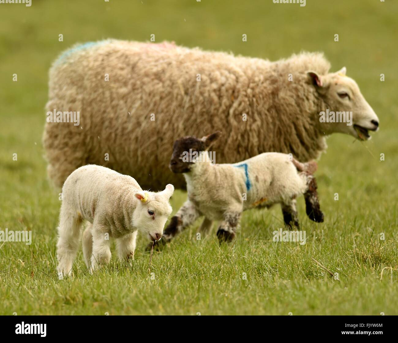 Lambs, newborn lambs, lamb Stock Photo - Alamy