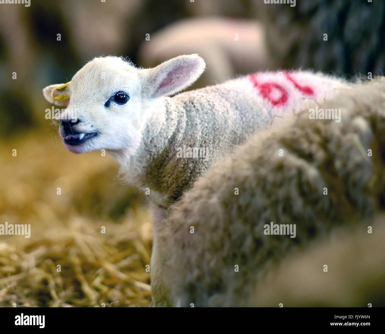 Lambs, newborn lambs, lamb Stock Photo - Alamy
