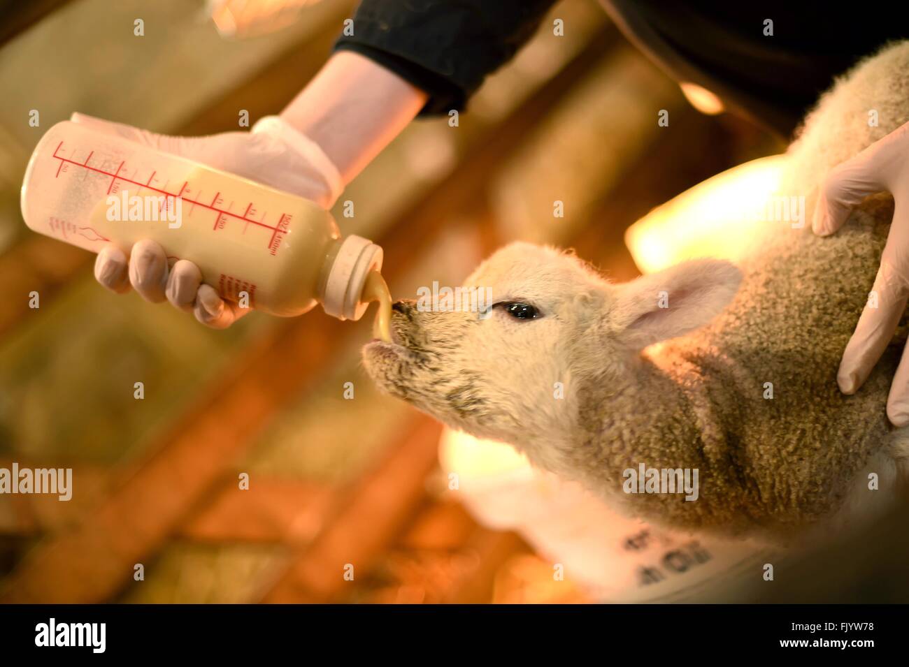 Lambs being fed hi-res stock photography and images - Alamy