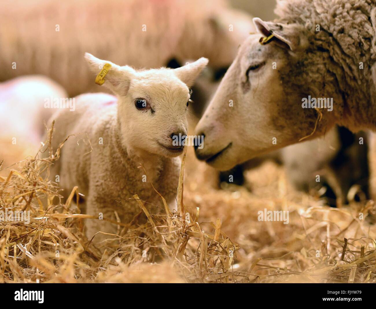 Lambs, newborn lambs, lamb Stock Photo - Alamy