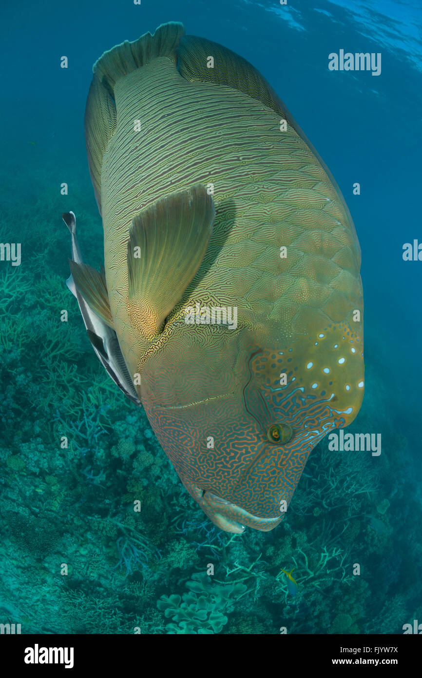 Adult male Napoleon Wrasse (Cheilinus undulatus) in the reef Stock ...