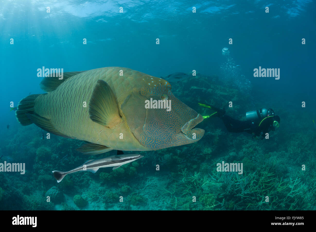 Adult male Napoleon Wrasse (Cheilinus undulatus) in the reef with diver ...