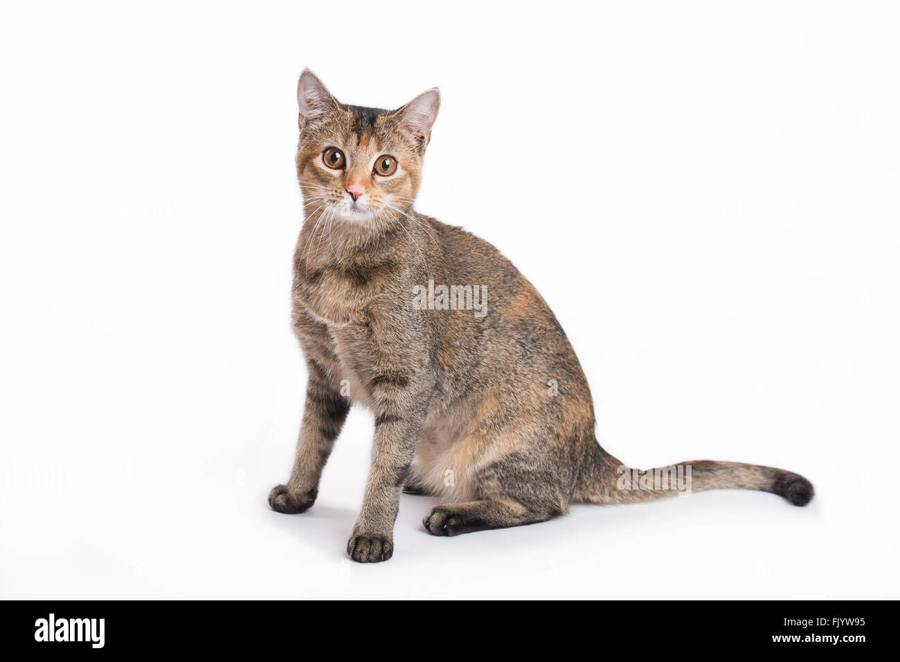 Calico Domestic Short-hair Sitting on White Background Stock Photo - Alamy