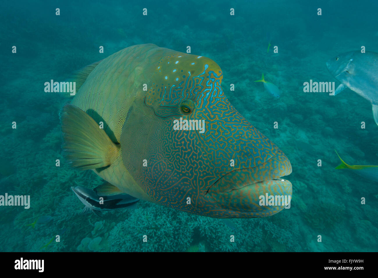 Humphead or giant wrasse hi-res stock photography and images - Alamy