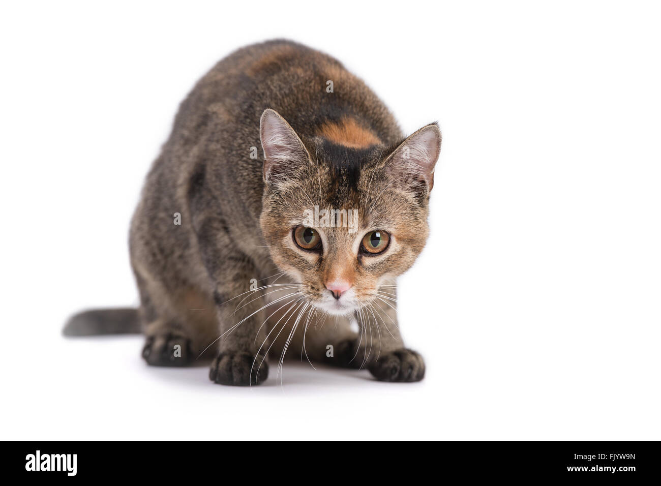 Curious Calico Domestic Short-hair Leaning Down on White Background Stock Photo - Alamy