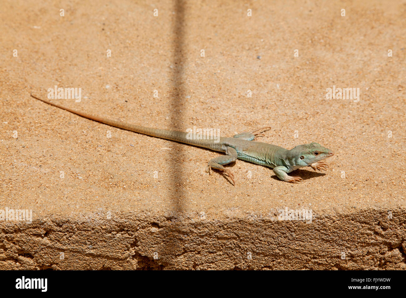 Green lizard sunbathing in the sun Stock Photo - Alamy