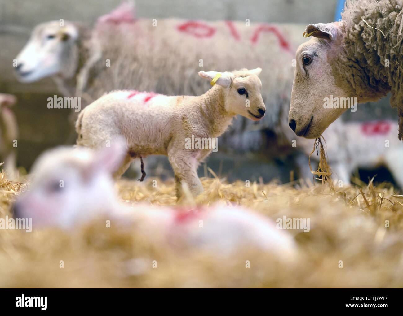 Lambs, newborn lambs, lamb Stock Photo - Alamy