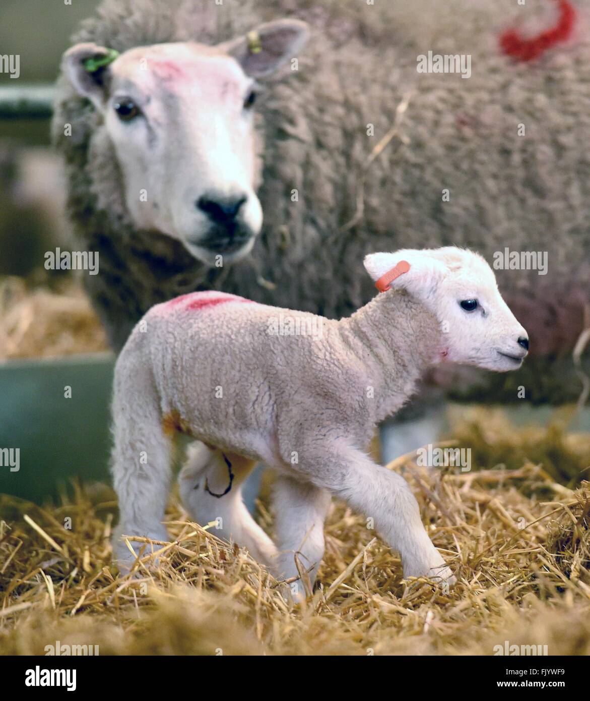 Lambs, newborn lambs, lamb Stock Photo - Alamy