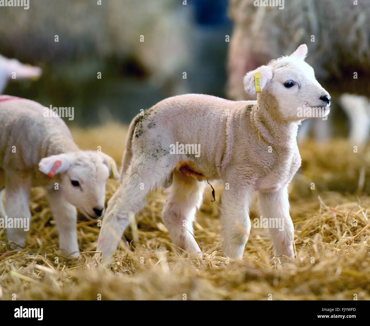 Lambs, newborn lambs, lamb Stock Photo - Alamy