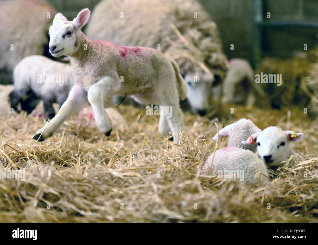 Lambs, newborn lambs, lamb Stock Photo - Alamy