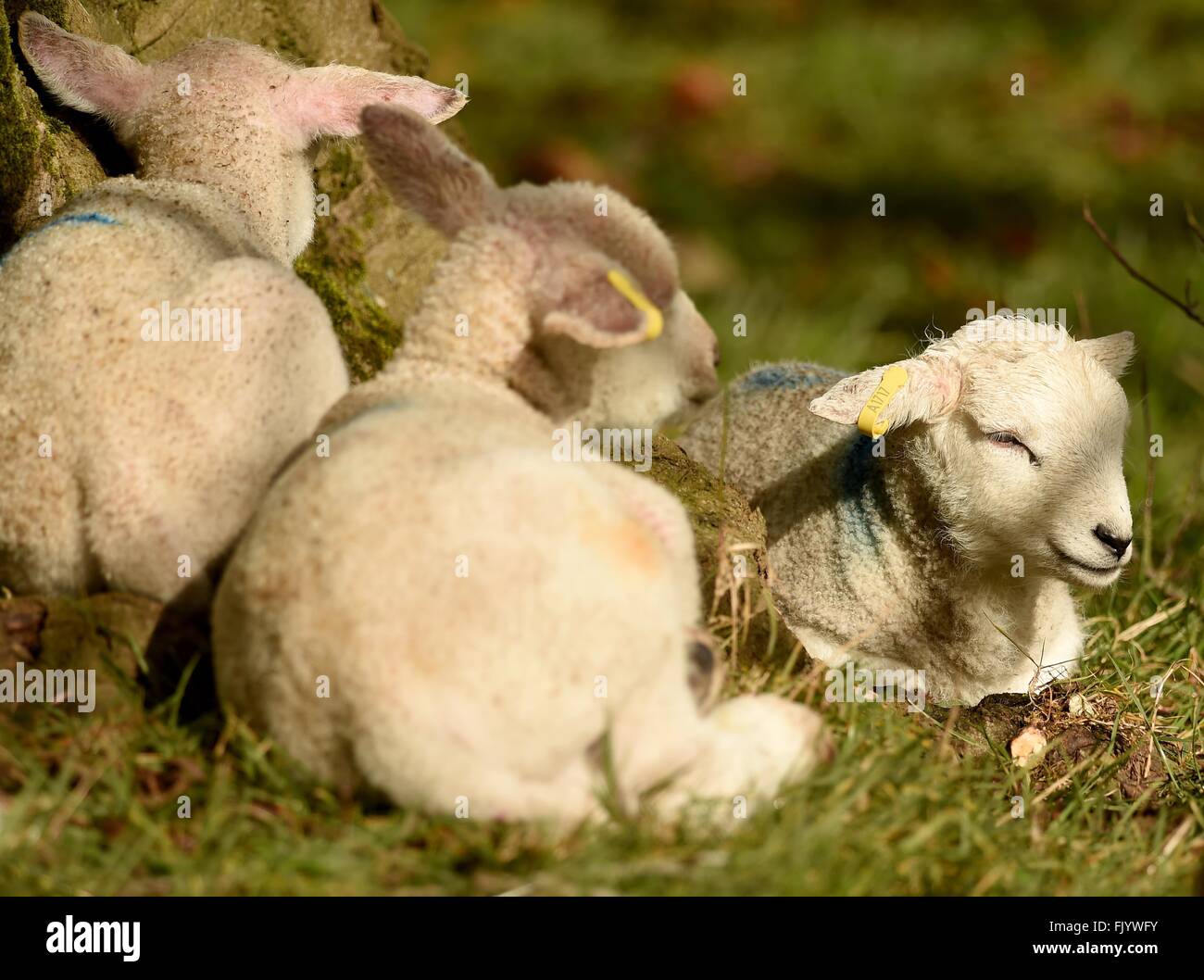 Lambs, newborn lambs, lamb Stock Photo - Alamy