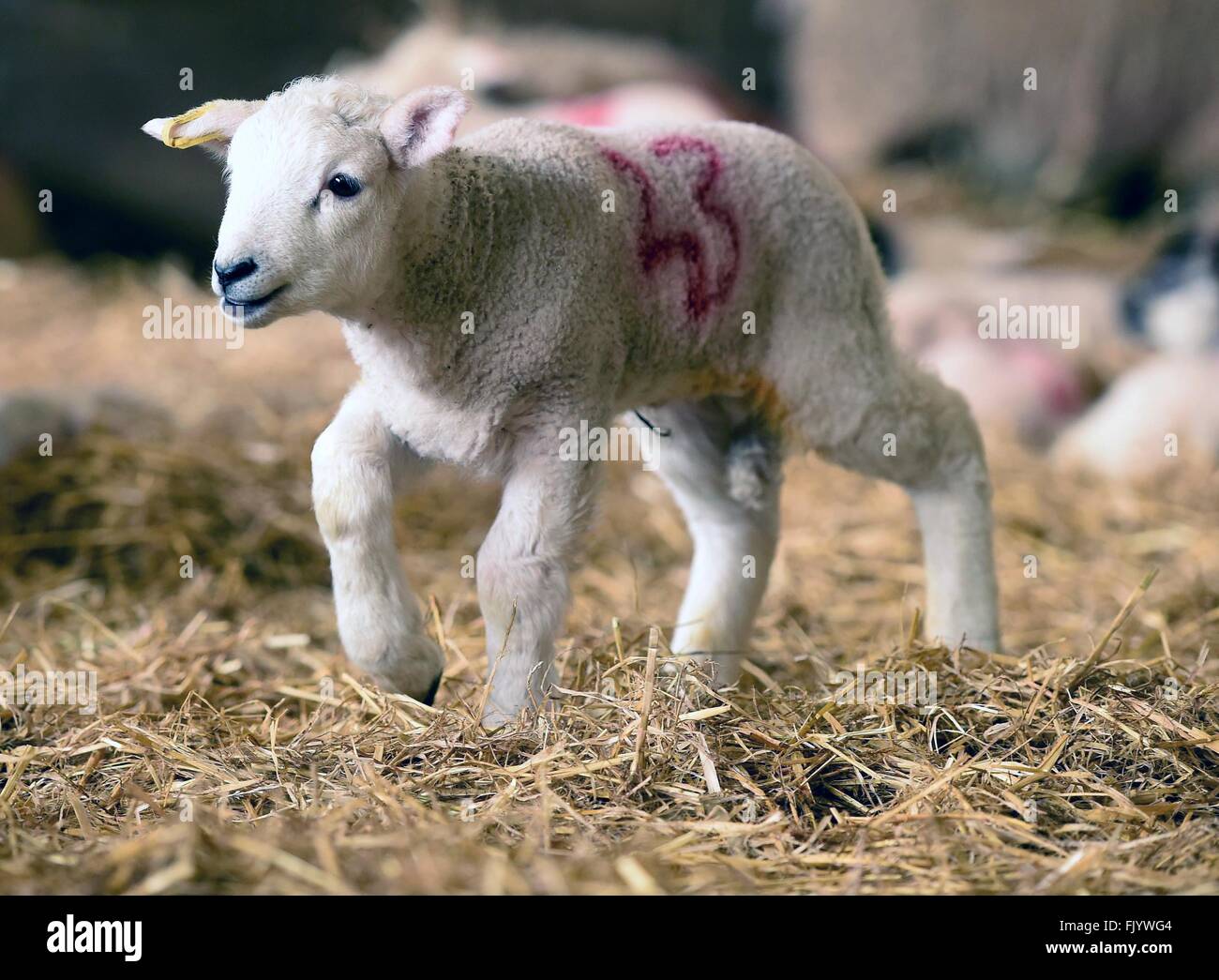 Lambs, newborn lambs, lamb Stock Photo - Alamy