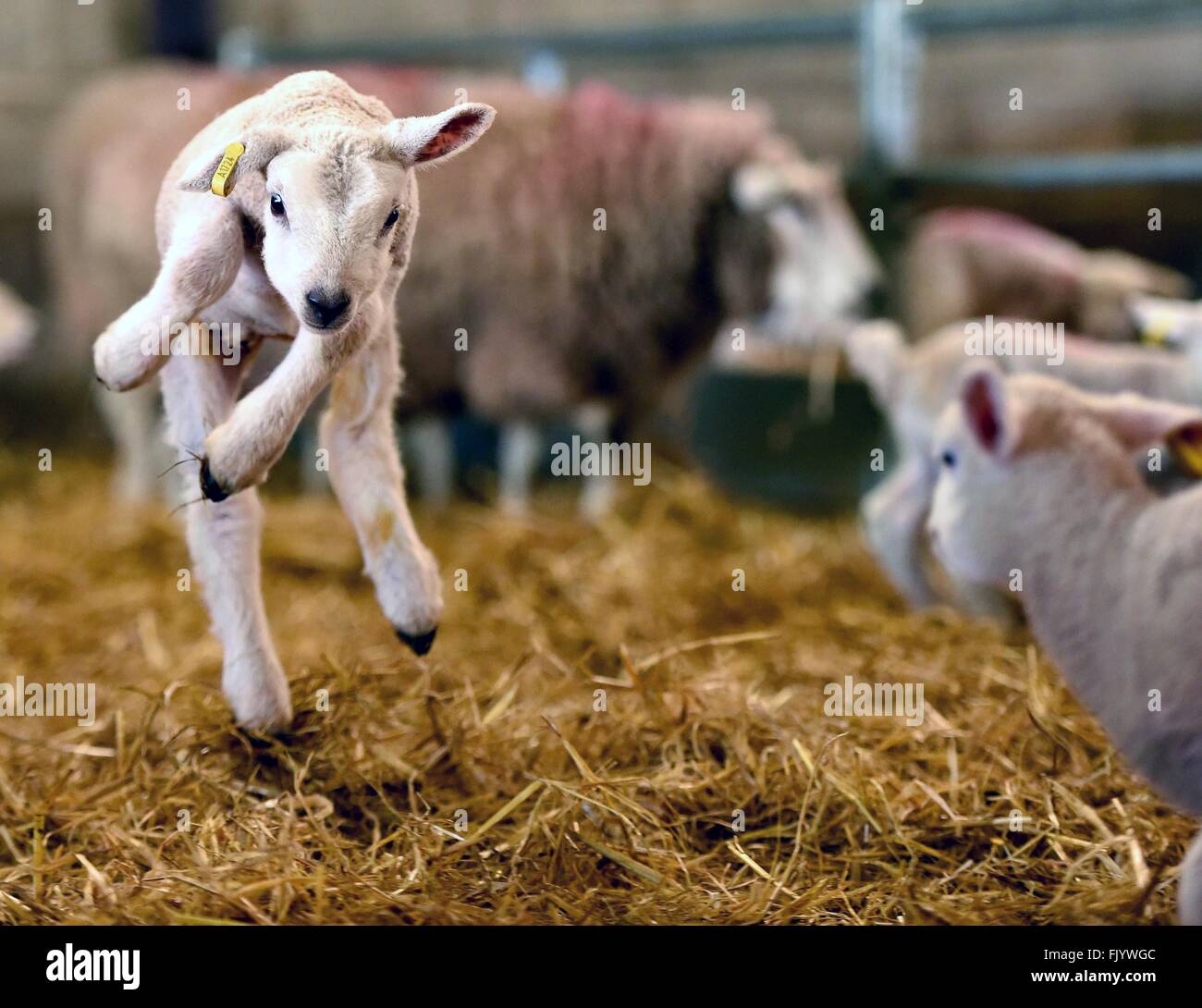 Lambs, newborn lambs, lamb Stock Photo - Alamy