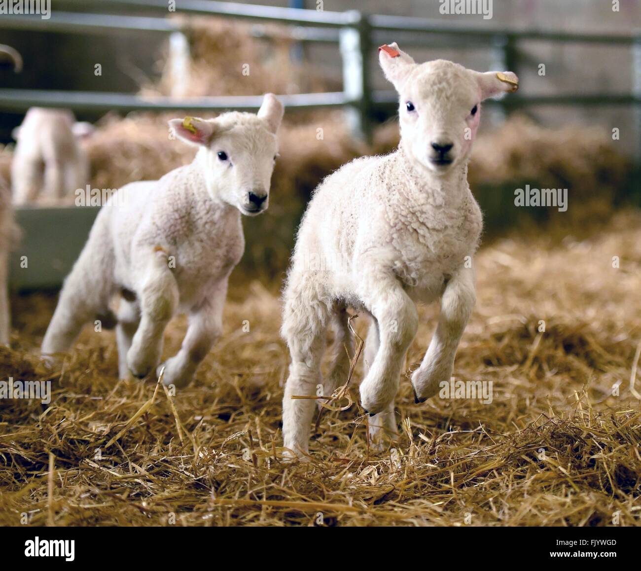 Lambs, newborn lambs, lamb Stock Photo - Alamy