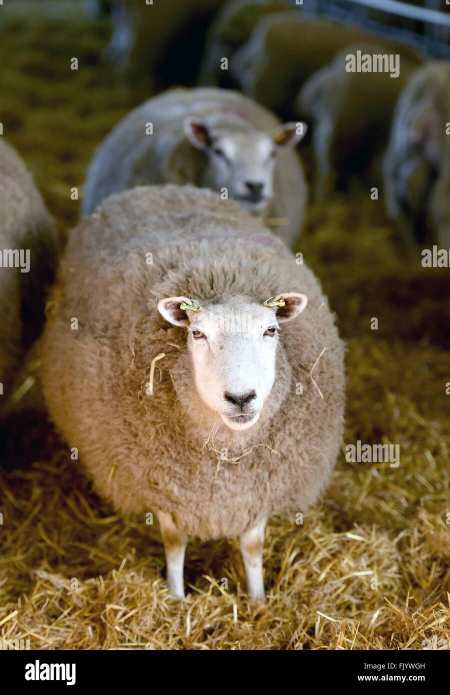 Ewe, pregnant sheep, ewes, ewe Stock Photo - Alamy