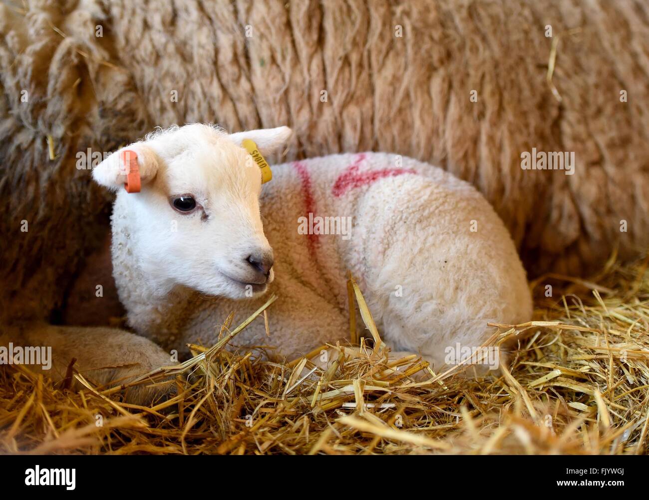 Lambs, newborn lambs, lamb Stock Photo - Alamy