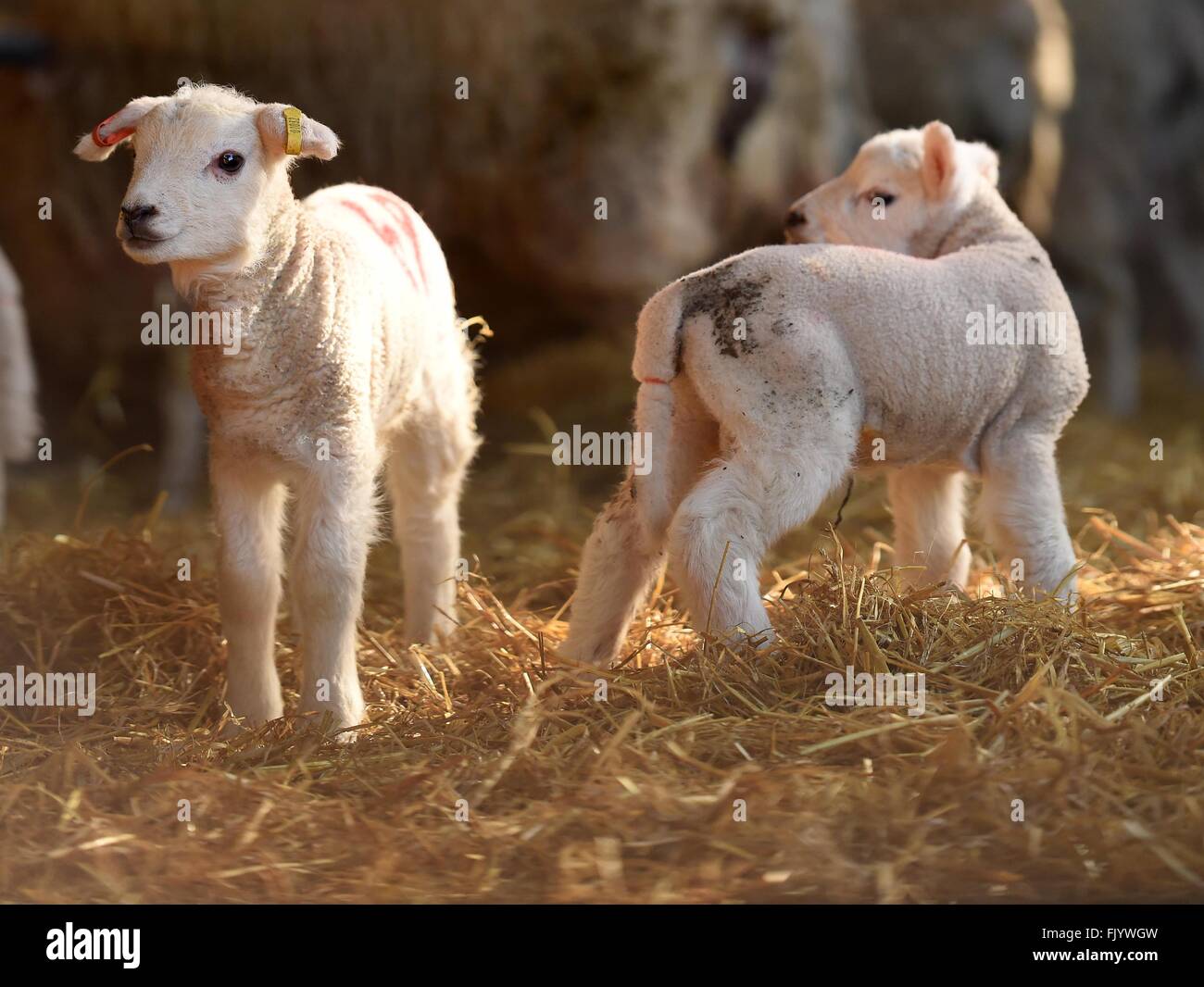 Lambs, newborn lambs, lamb Stock Photo - Alamy
